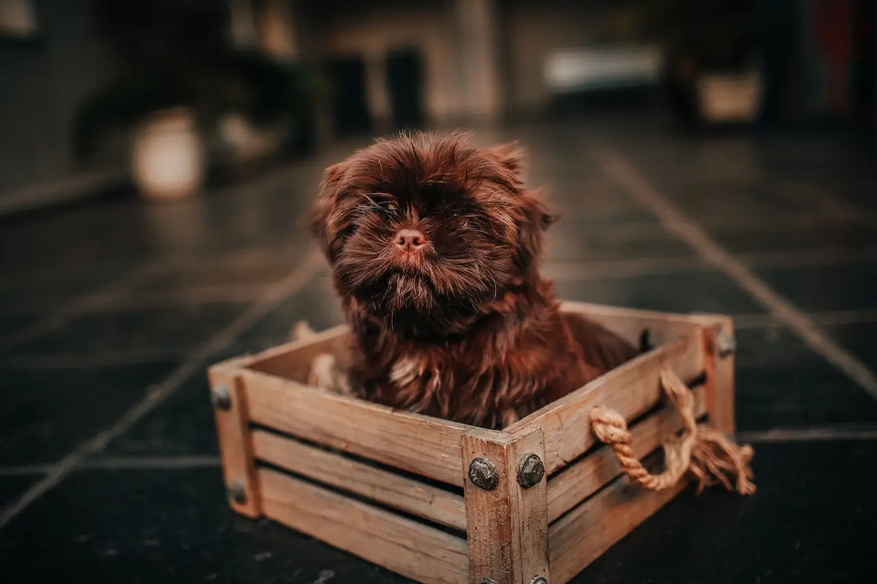 Ultimate Guide to Prepare for a New Dog - Pet Care Lounge